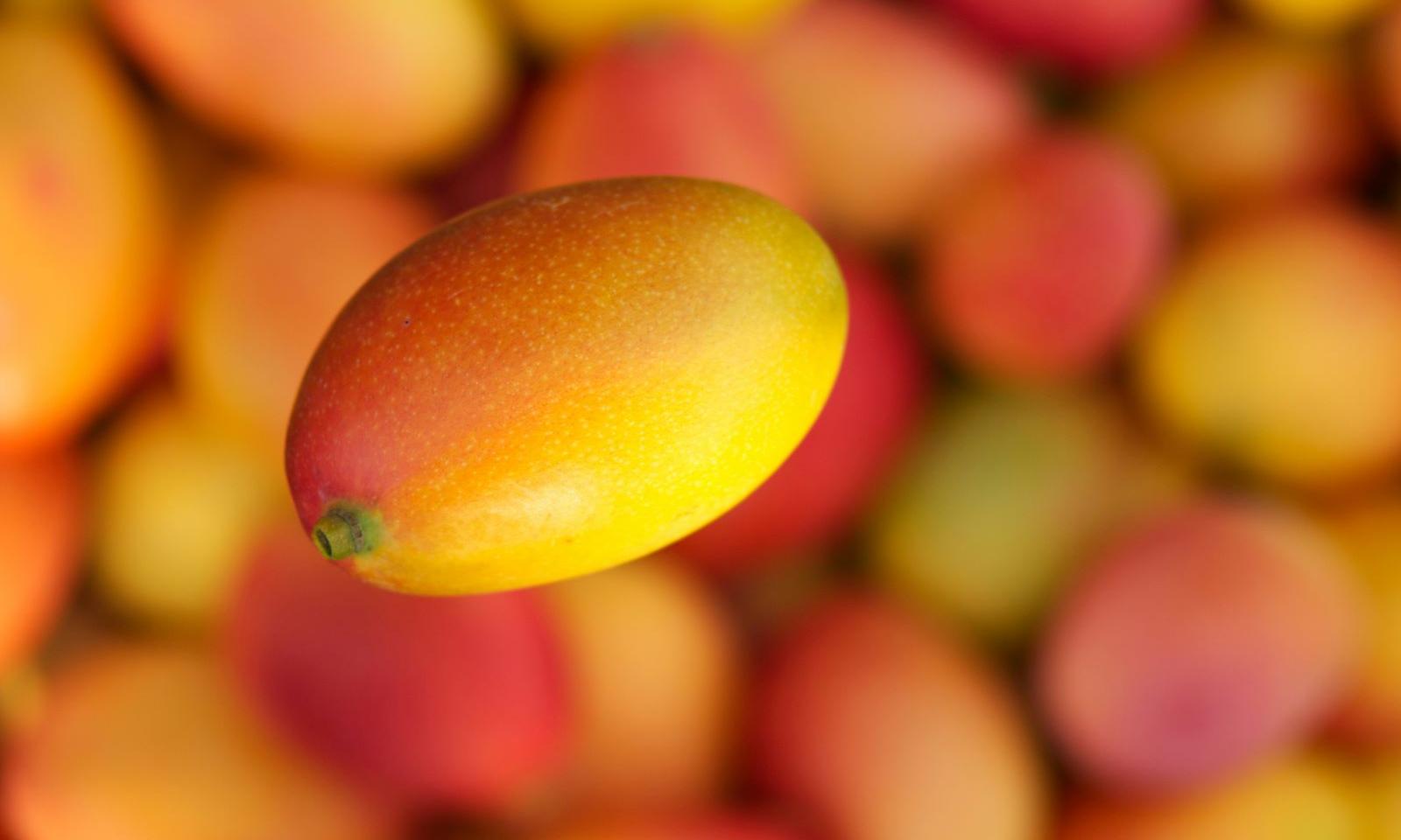 Air India transports 1,000 tonnes of Indian mangoes in April