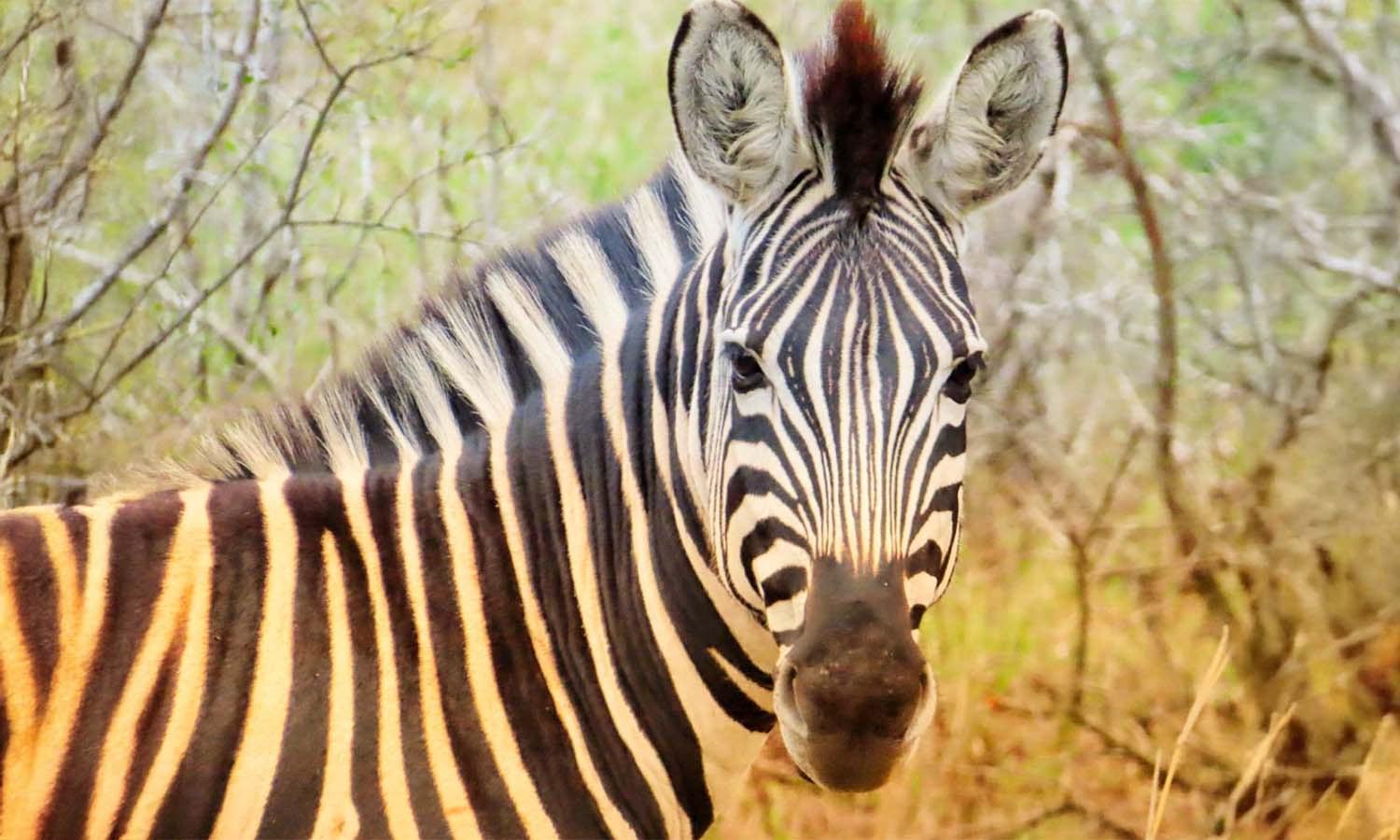 Air Charter Service moves rescued animals on 747 charter